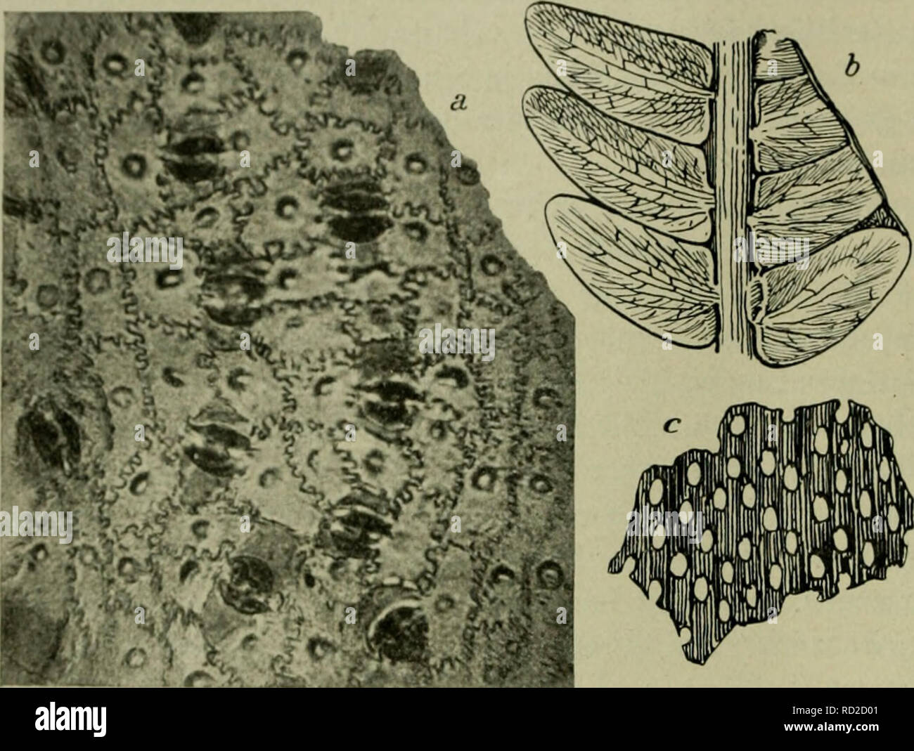 Lief x hi-res stock photography and images - Alamy