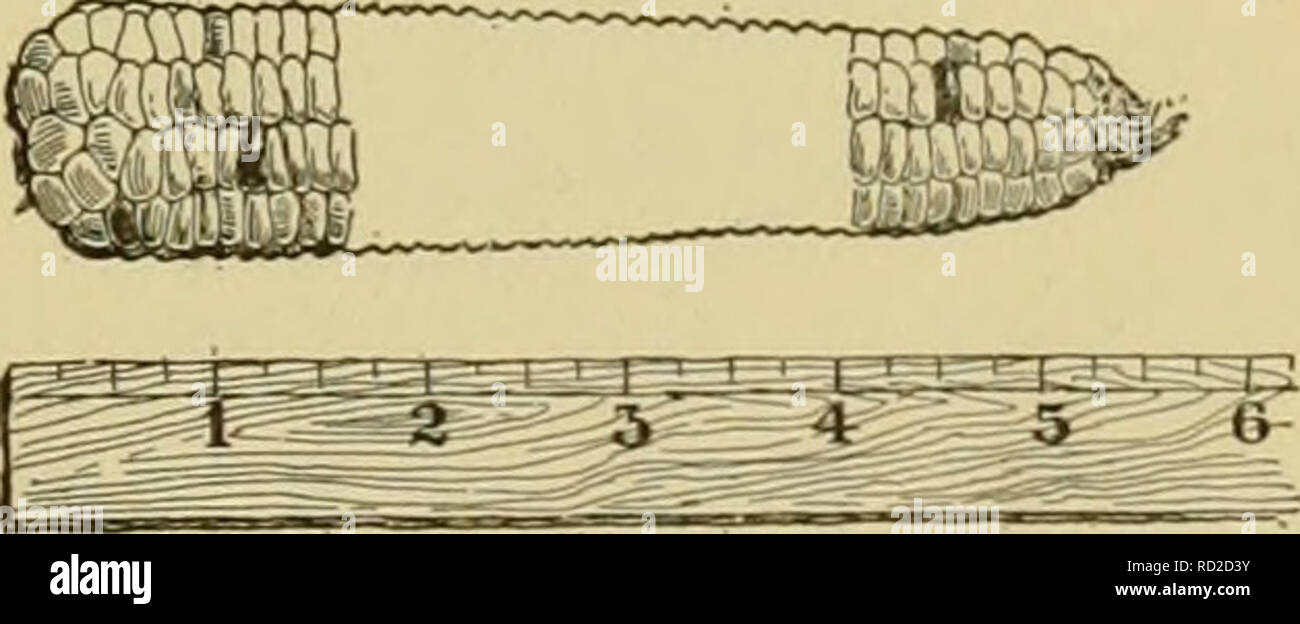Prop roots corn hi-res stock photography and images - Alamy