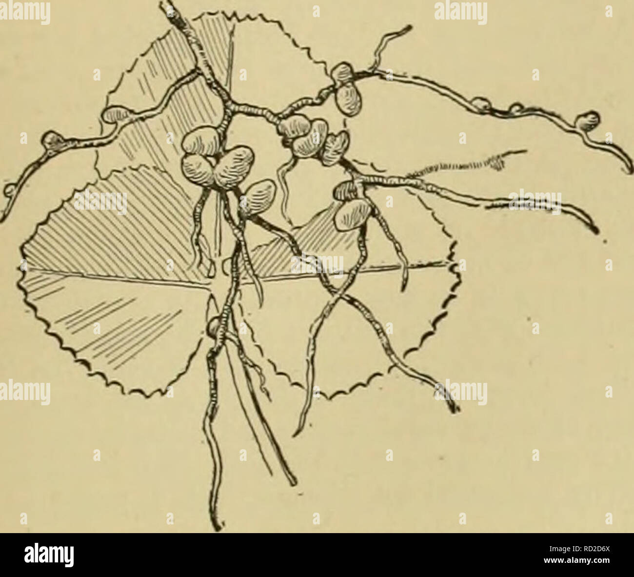 . Cyclopedia of farm crops. Farm produce; Agriculture. LEGUMES LEGUMES ...
