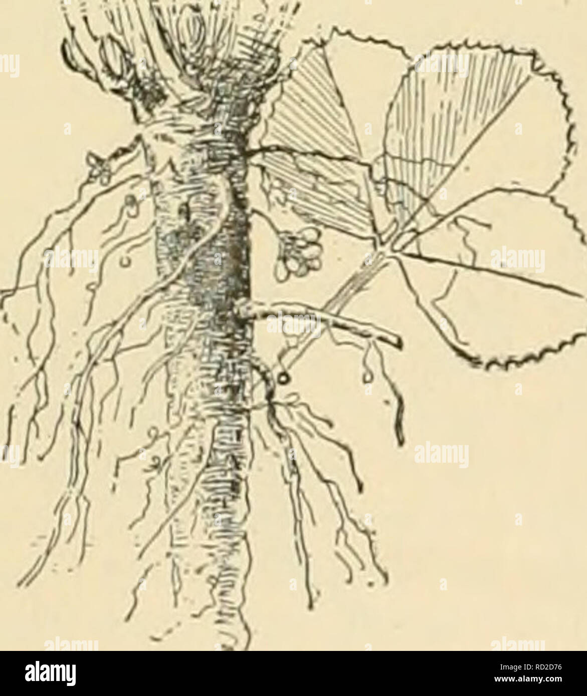 Alfalfa root nodules hi-res stock photography and images - Alamy