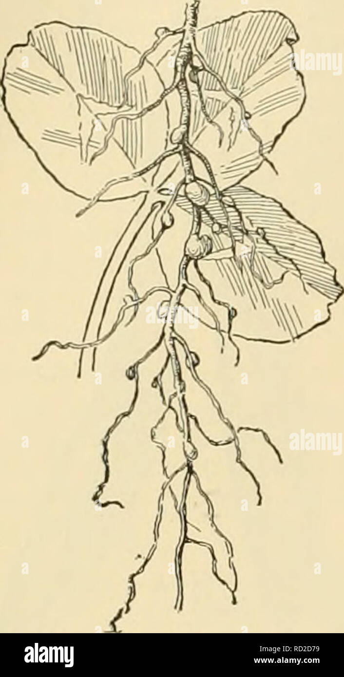 Root nodules leguminous hi-res stock photography and images - Alamy