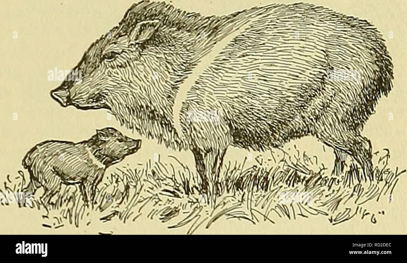 Duroc jersey hog hi-res stock photography and images - Alamy