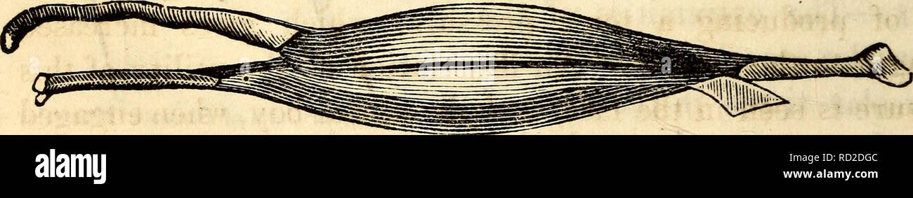 . Elementary anatomy and physiology : for colleges, academies, and ...