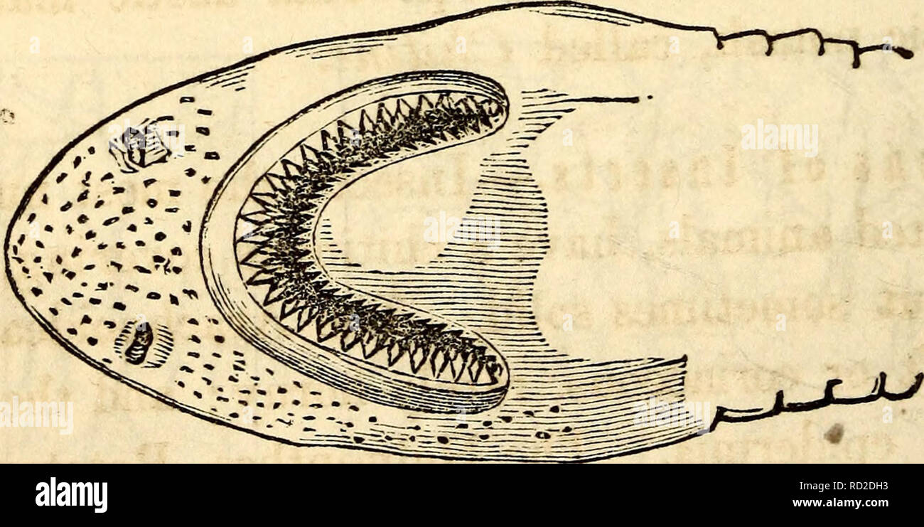 Intermaxillary bone hi-res stock photography and images - Alamy