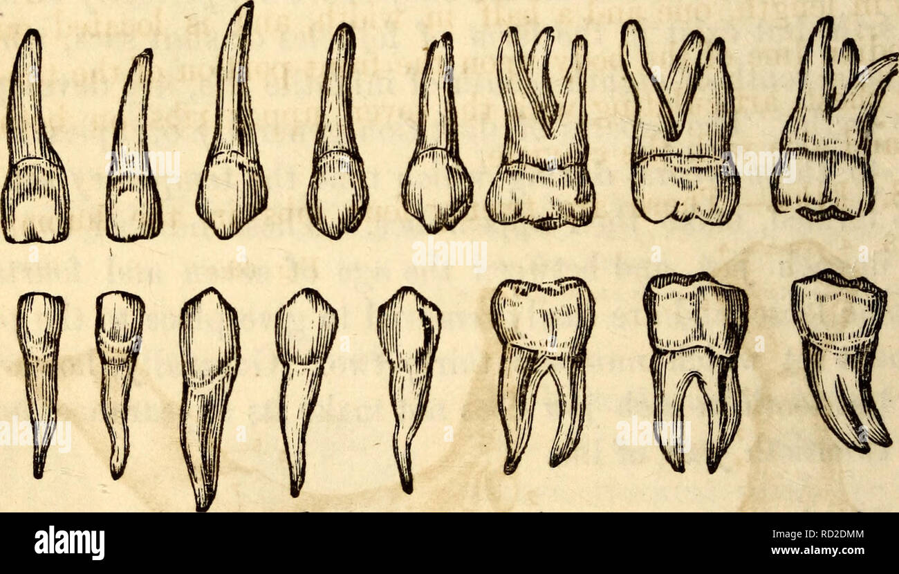 Third set of teeth hi-res stock photography and images - Alamy