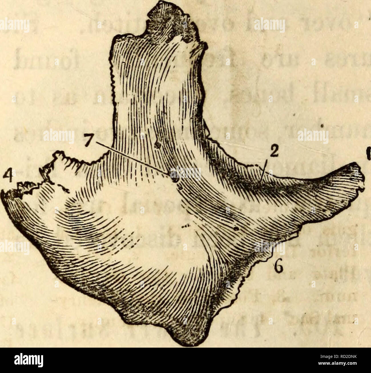 . Elementary anatomy and physiology : for colleges, academies, and ...