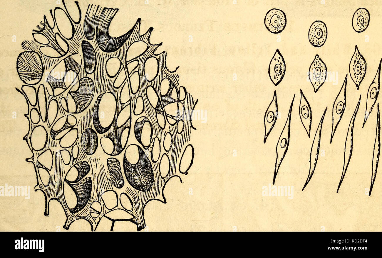 Areolae hi-res stock photography and images - Alamy