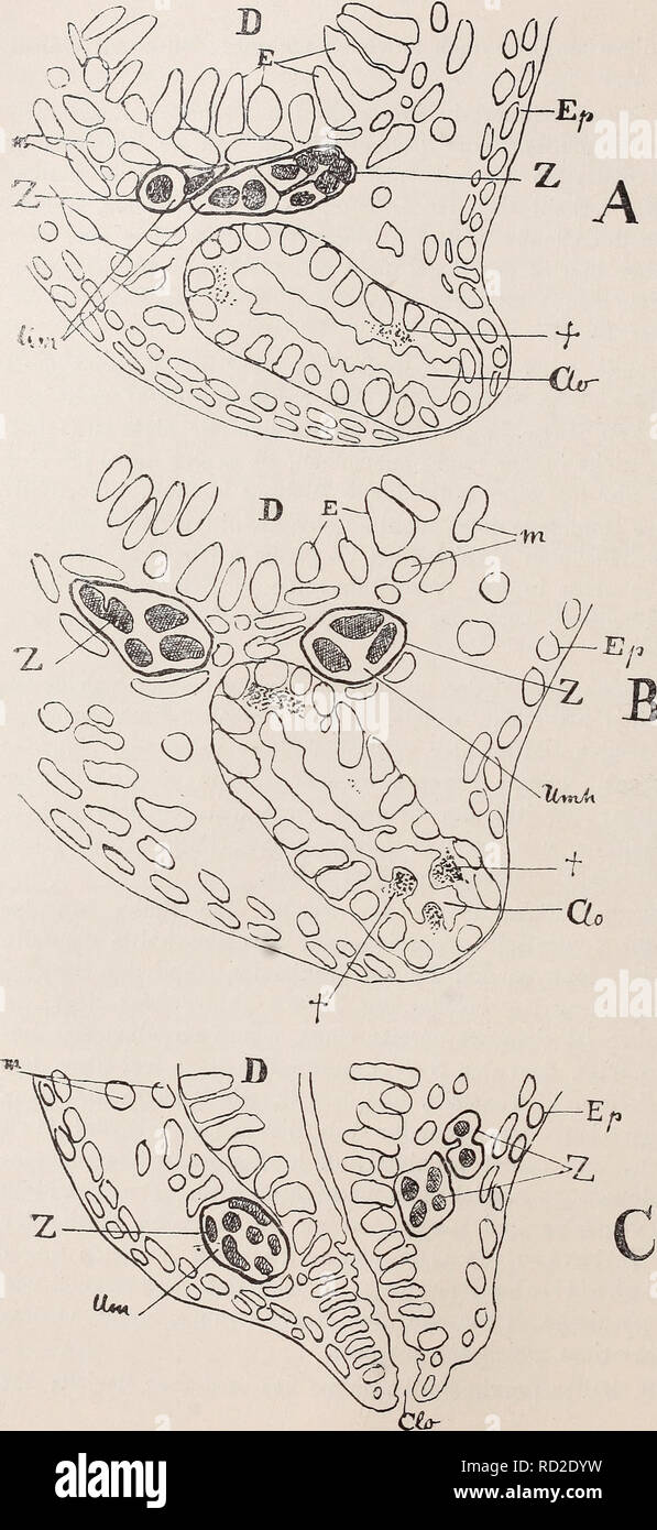 Fischen triton hi-res stock photography and images - Alamy