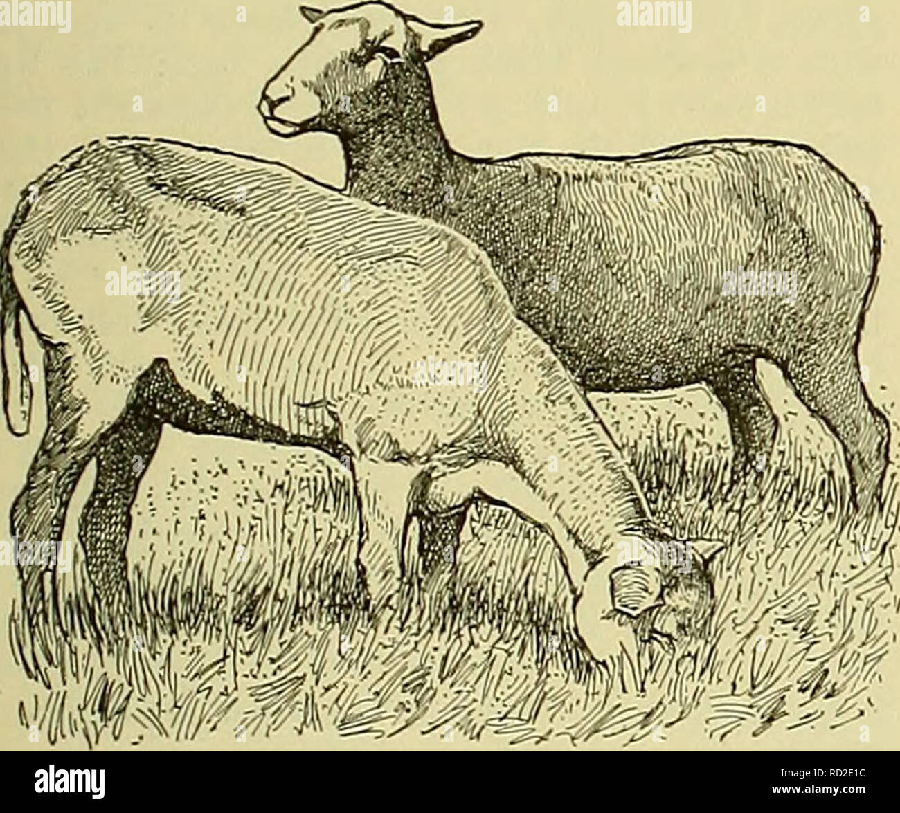 . Cyclopedia of farm animals. Domestic animals; Animal products. SHEEP ...