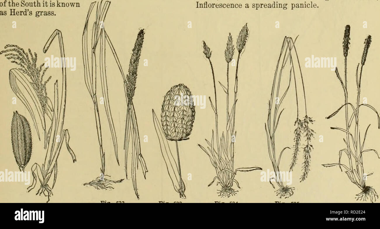 Creeping bristle grass hi-res stock photography and images - Alamy