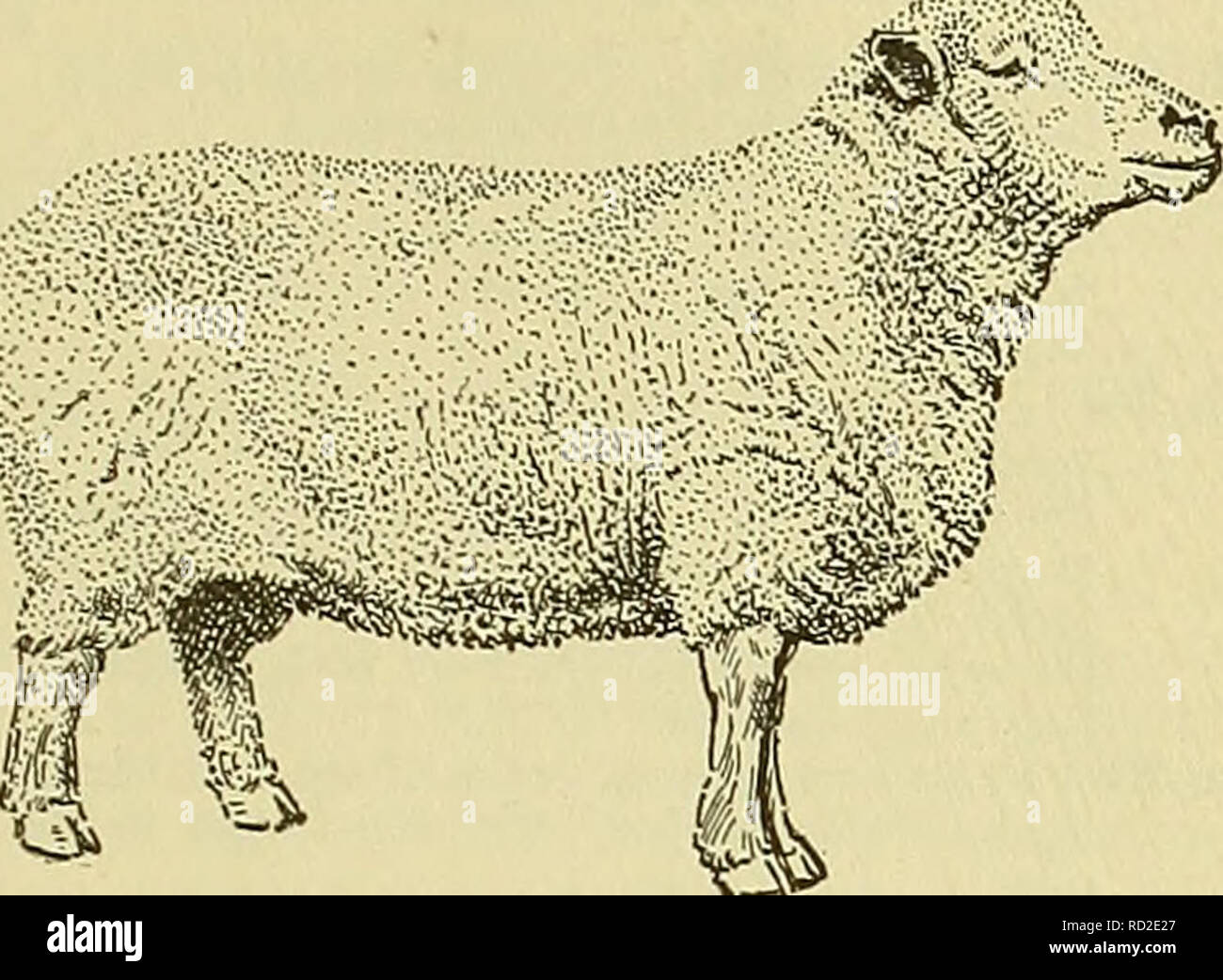 Mature mutton hi-res stock photography and images - Alamy