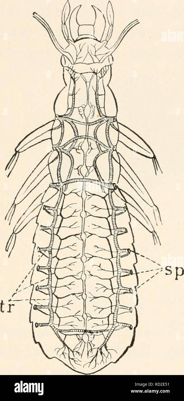 Trachea In Insects