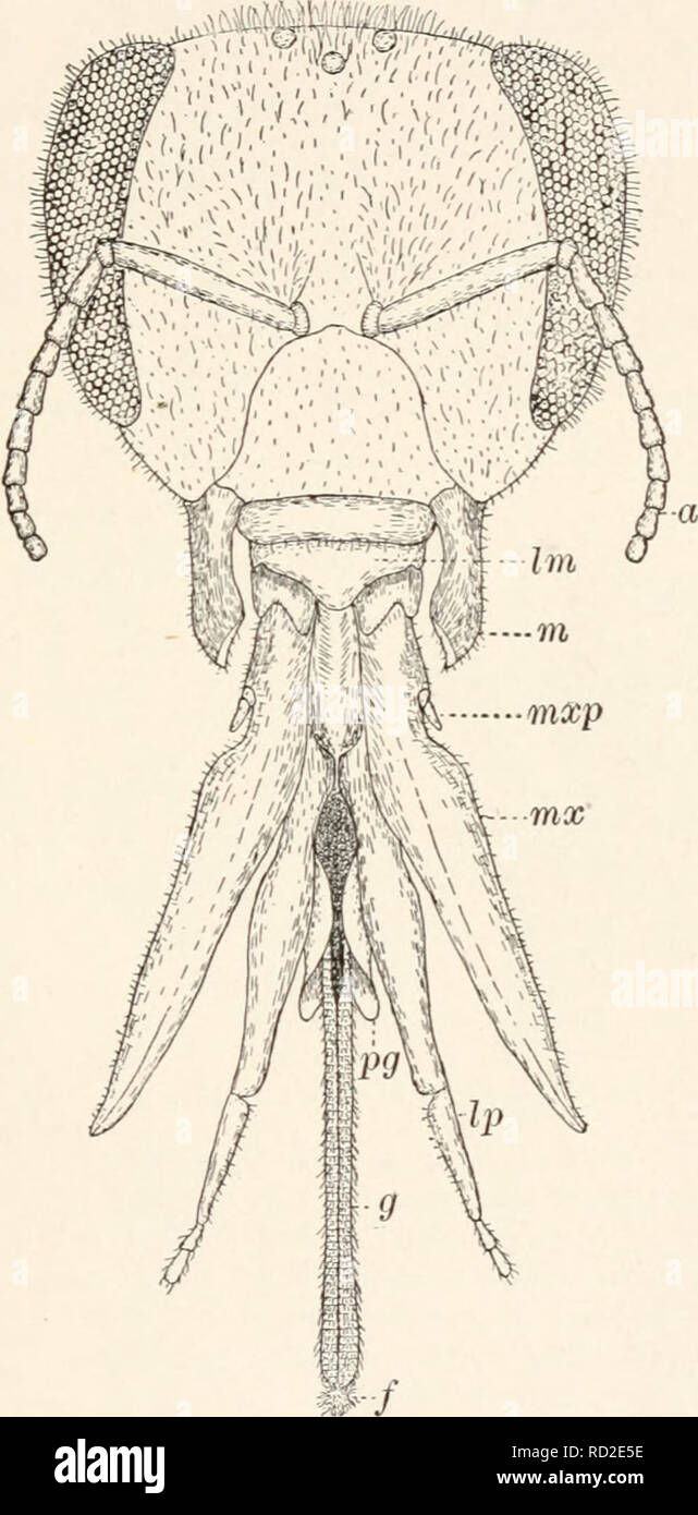 . Elementary entomology. Insects. ANATOMY OF INSECTS- -EXTERNAL 19 ...