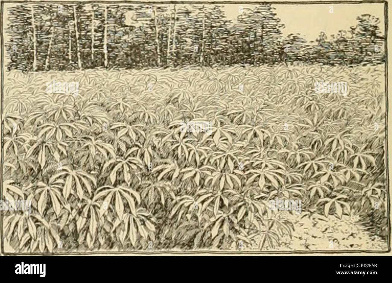 Sweet bitter cassava hi-res stock photography and images - Alamy