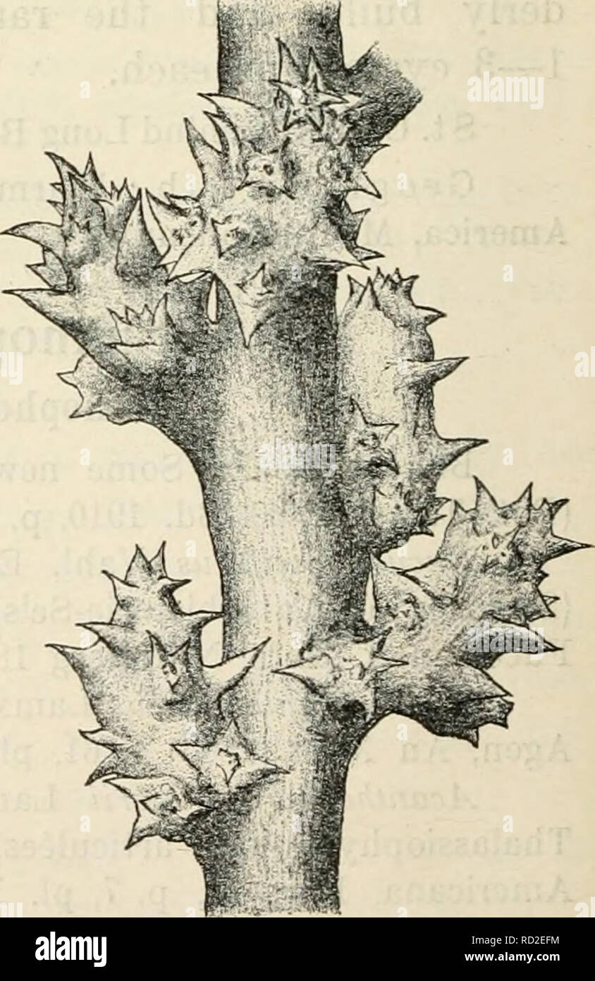 Acanthophora spicifera hi-res stock photography and images - Alamy