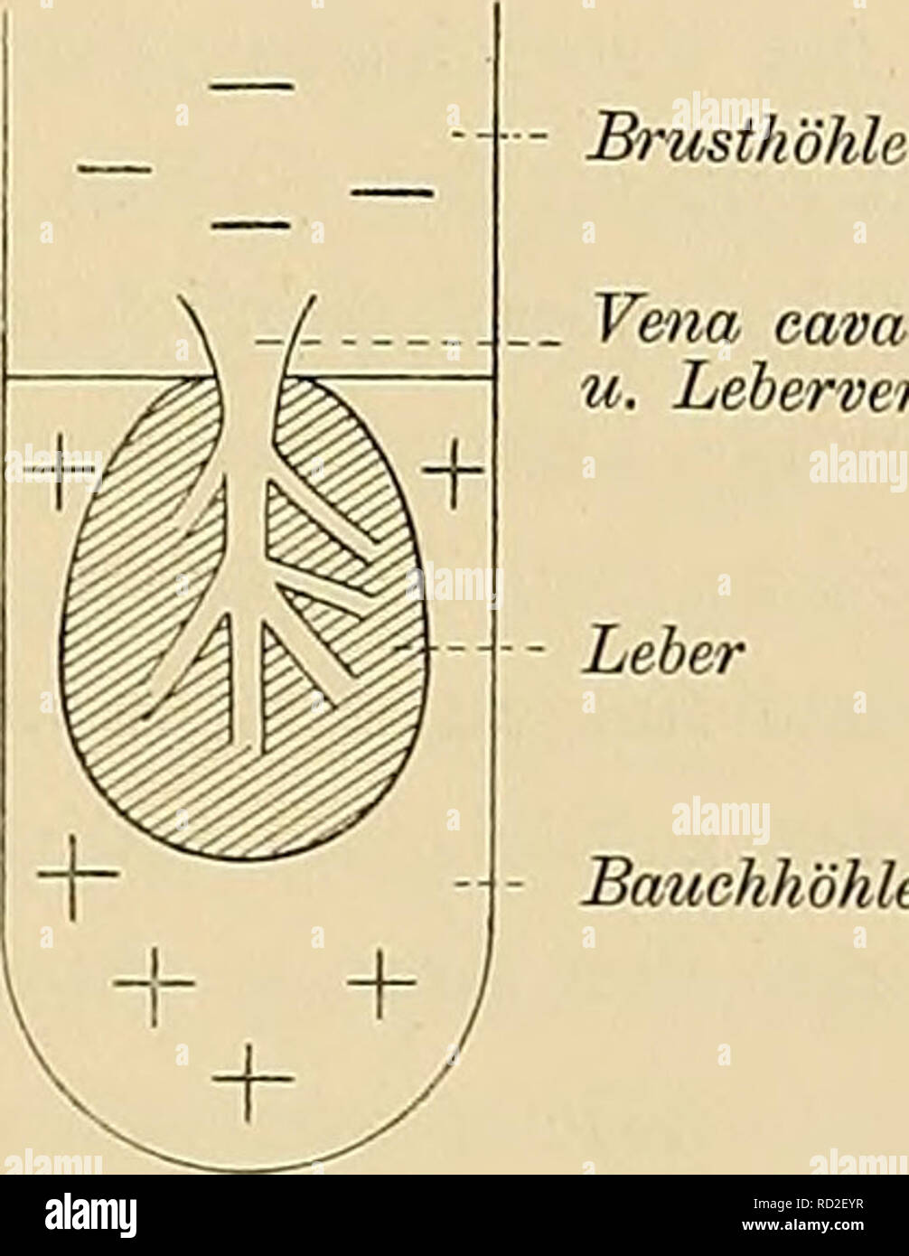 Leberzellen hi-res stock photography and images - Alamy