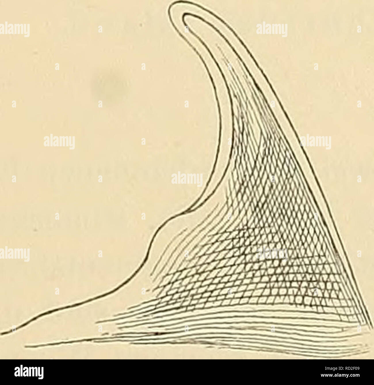 Phymosoma High Resolution Stock Photography and Images - Alamy