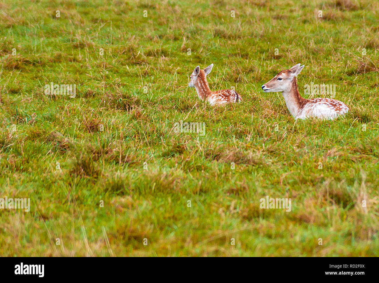 The wild animals - photo has been taken in natural scenery Stock Photo ...