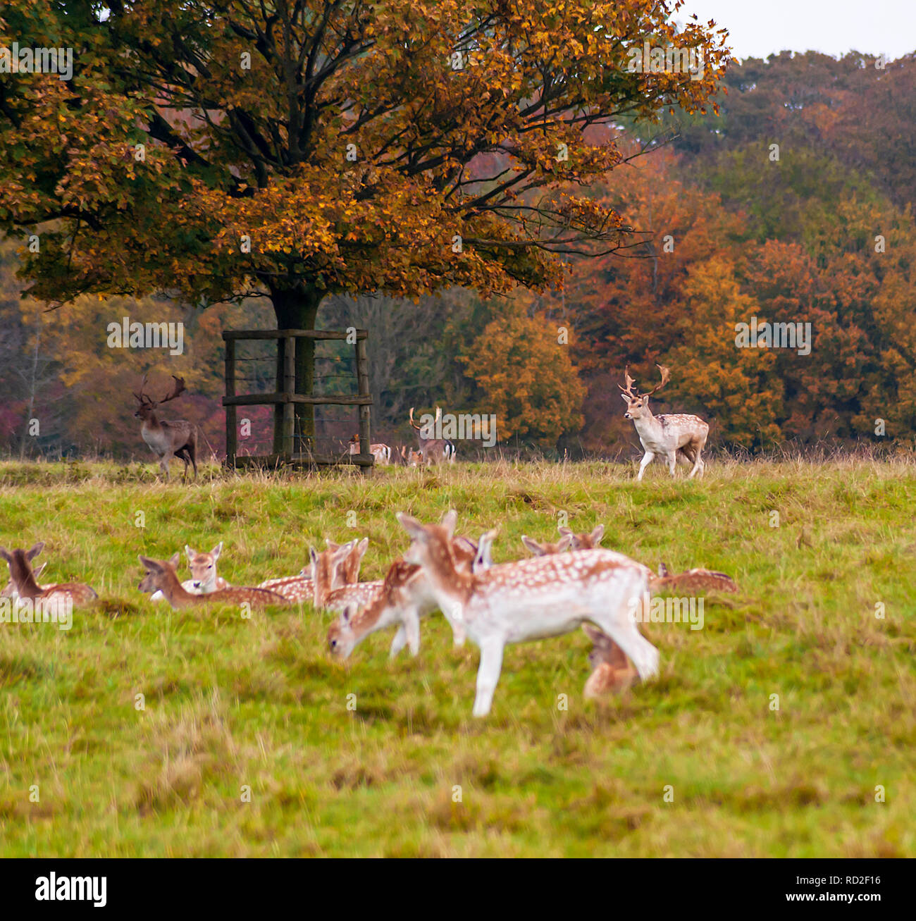 The wild animals - photo has been taken in natural scenery Stock Photo ...