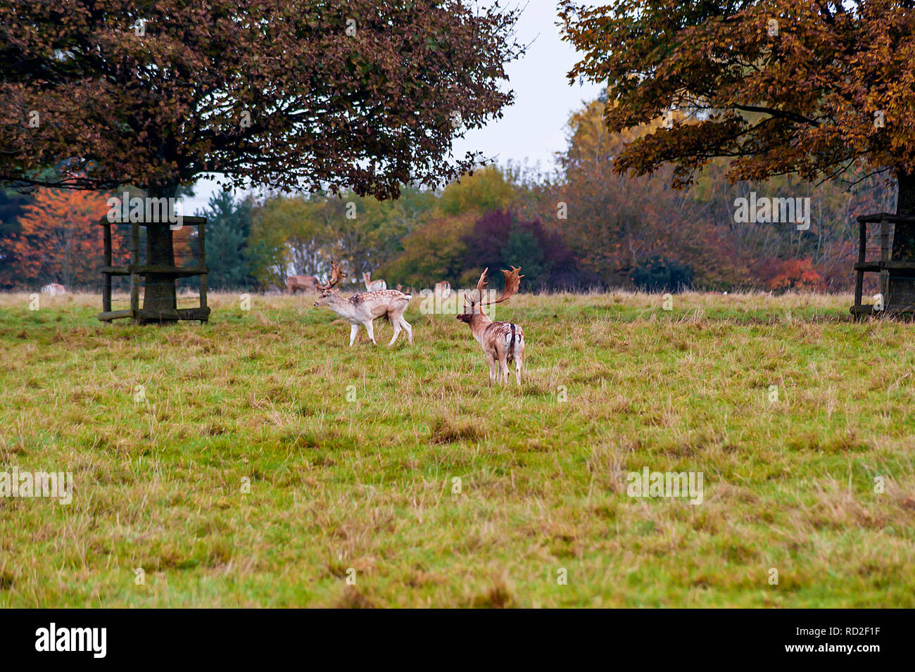 The wild animals - photo has been taken in natural scenery Stock Photo ...