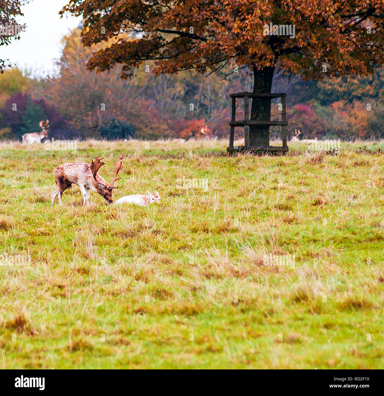 The wild animals - photo has been taken in natural scenery Stock Photo ...