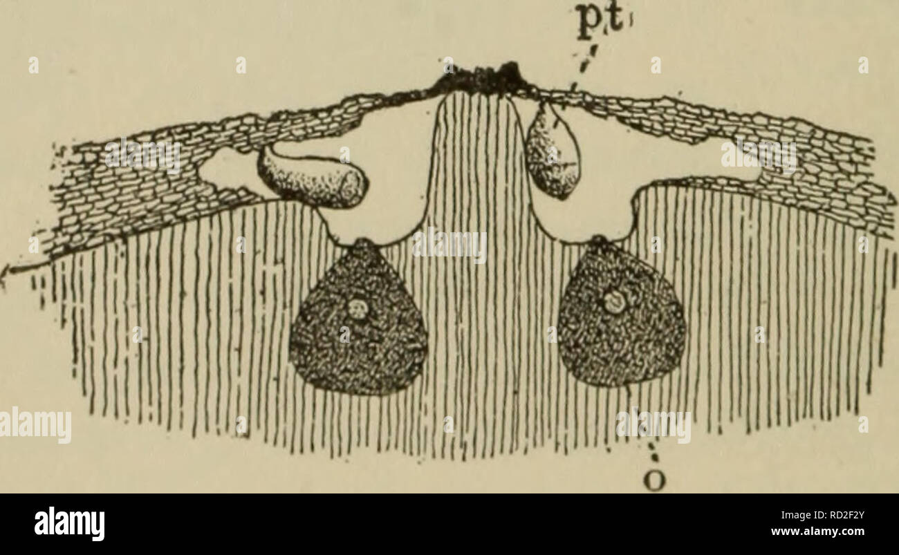. Elementary botany. Botany. In comparing the female prothallium of the ...