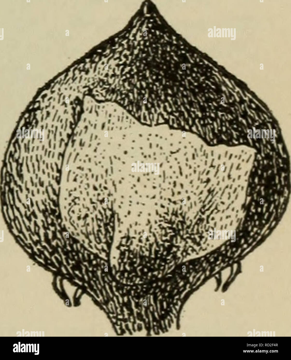 . Elementary botany. Botany. Kg. 264. Section of female cone of white ...