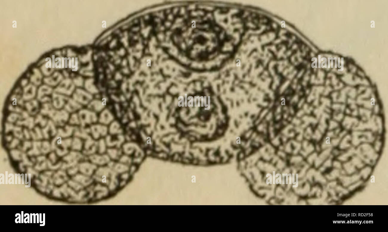 . Elementary botany. Botany. Fig. 252. Fig. 253. Fig. 254. Staminate ...