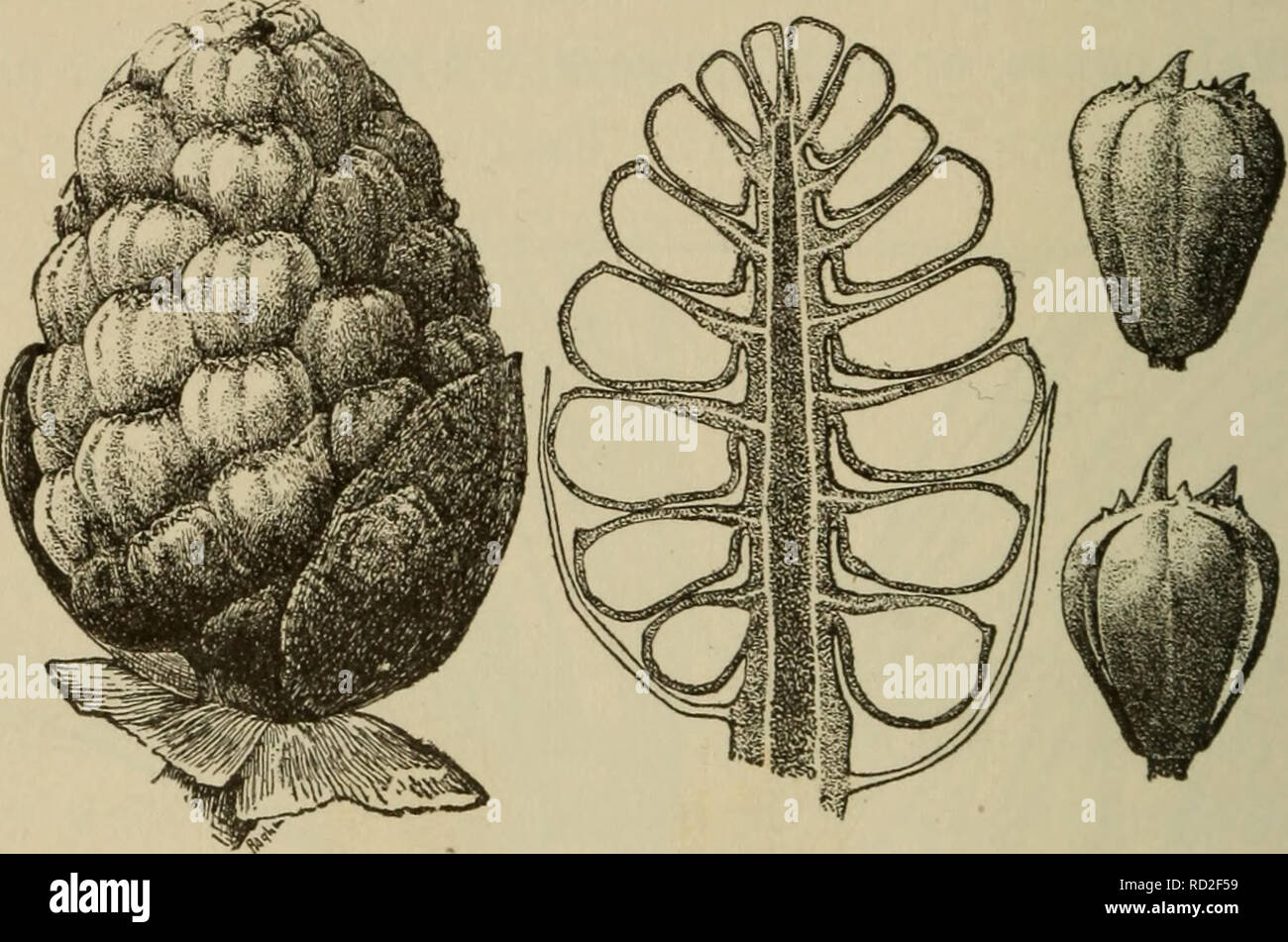 Cone Scales Of An Open Pine Cone High Resolution Stock Photography and ...
