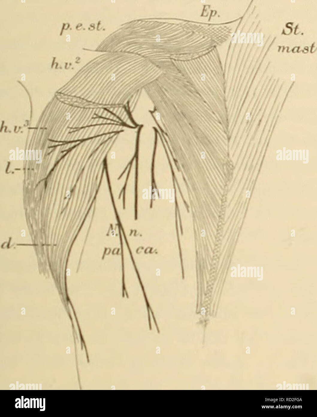 Panniculus hi-res stock photography and images - Alamy