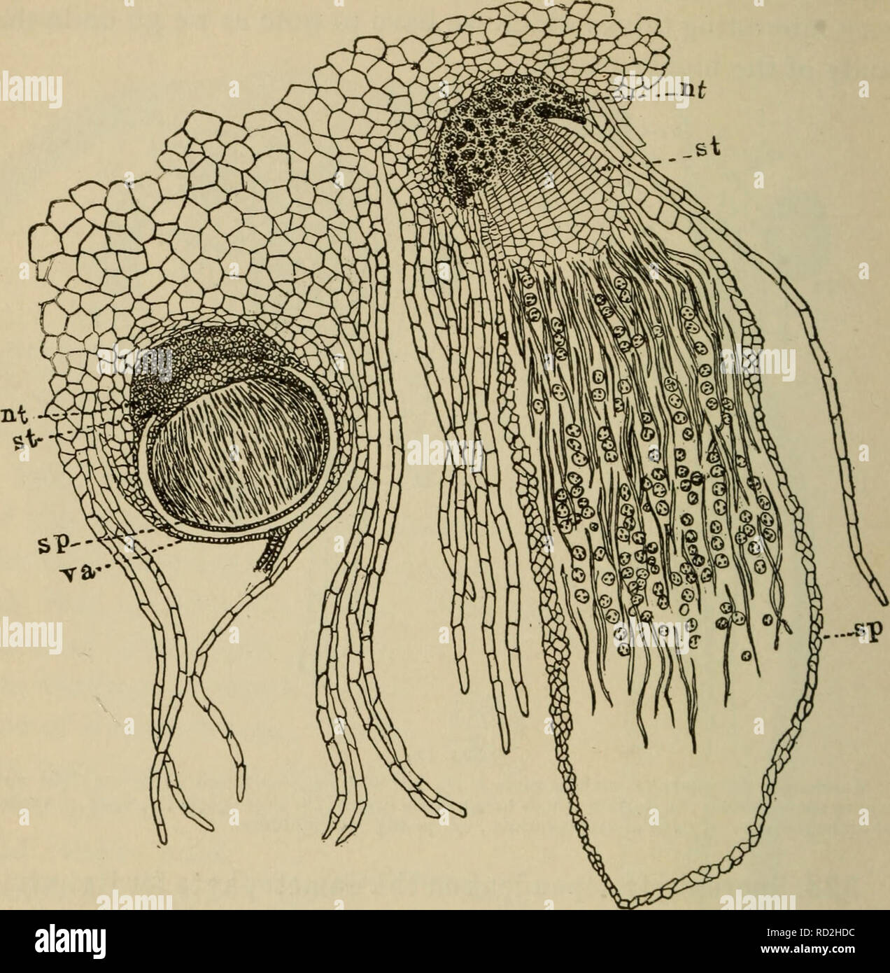 Marchantia Archegoniophore