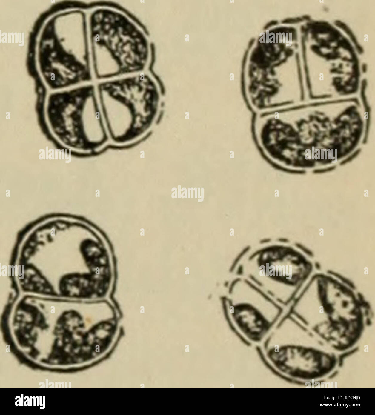 Motile stage hi-res stock photography and images - Alamy