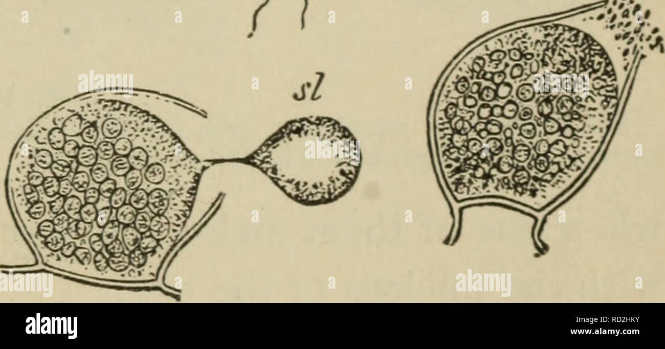 Oogonia High Resolution Stock Photography and Images - Alamy
