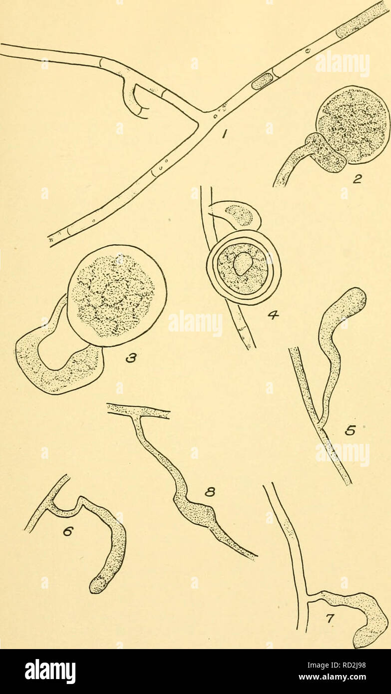 Hyphae septa hi-res stock photography and images - Alamy