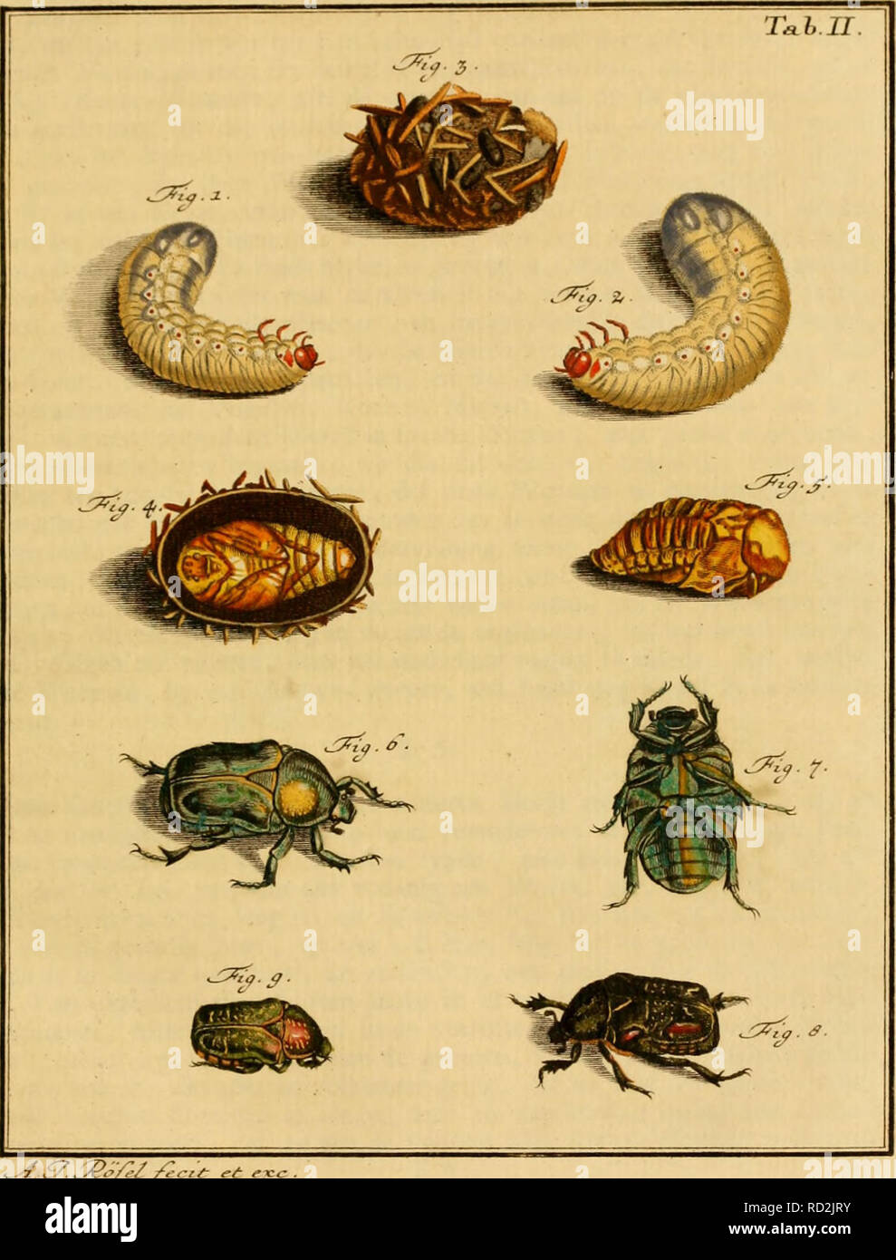 . De natuurlyke historie der insecten; voorzien met naar 't leven ...