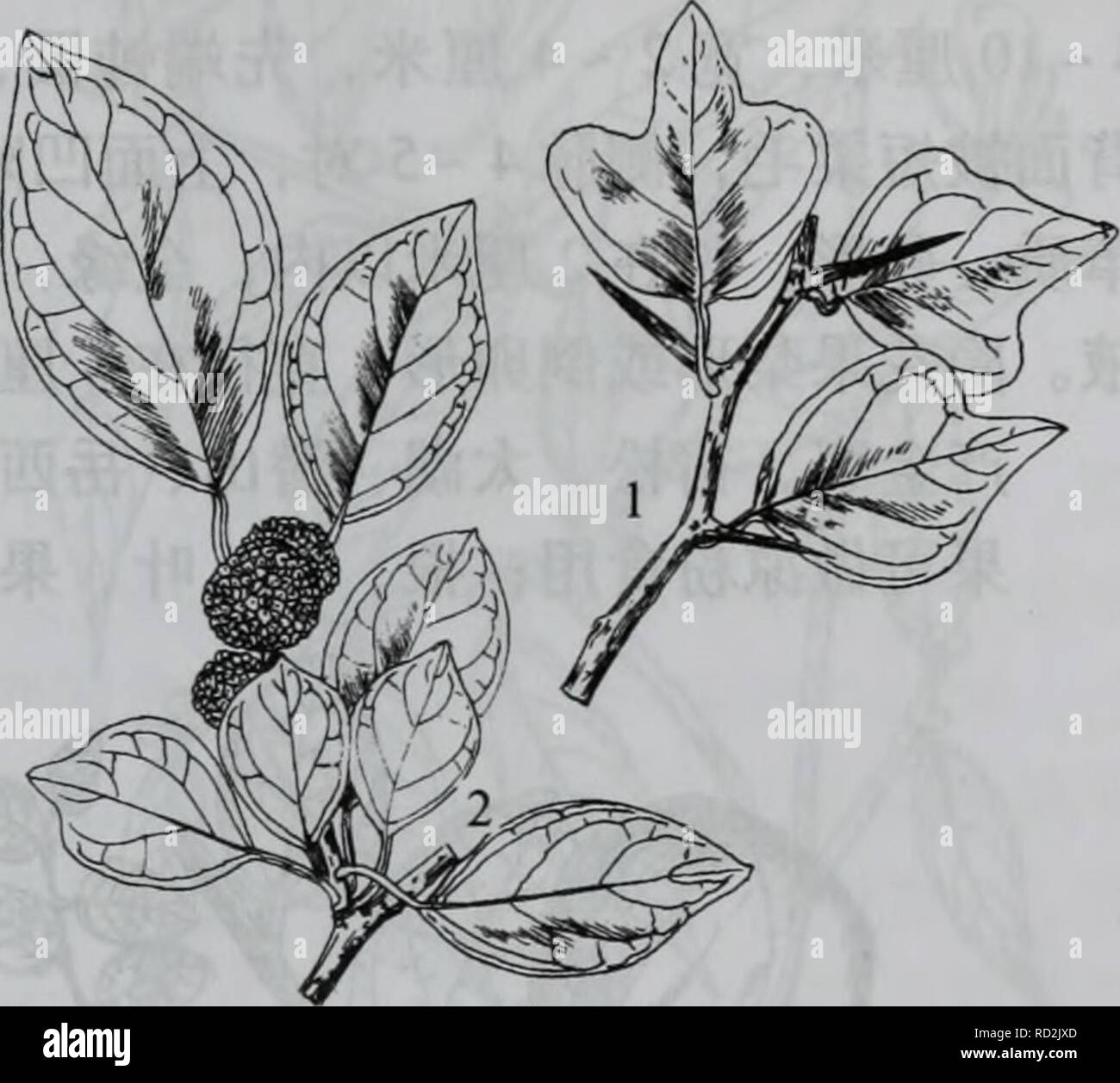 Cudrania tricuspidata hi-res stock photography and images - Alamy