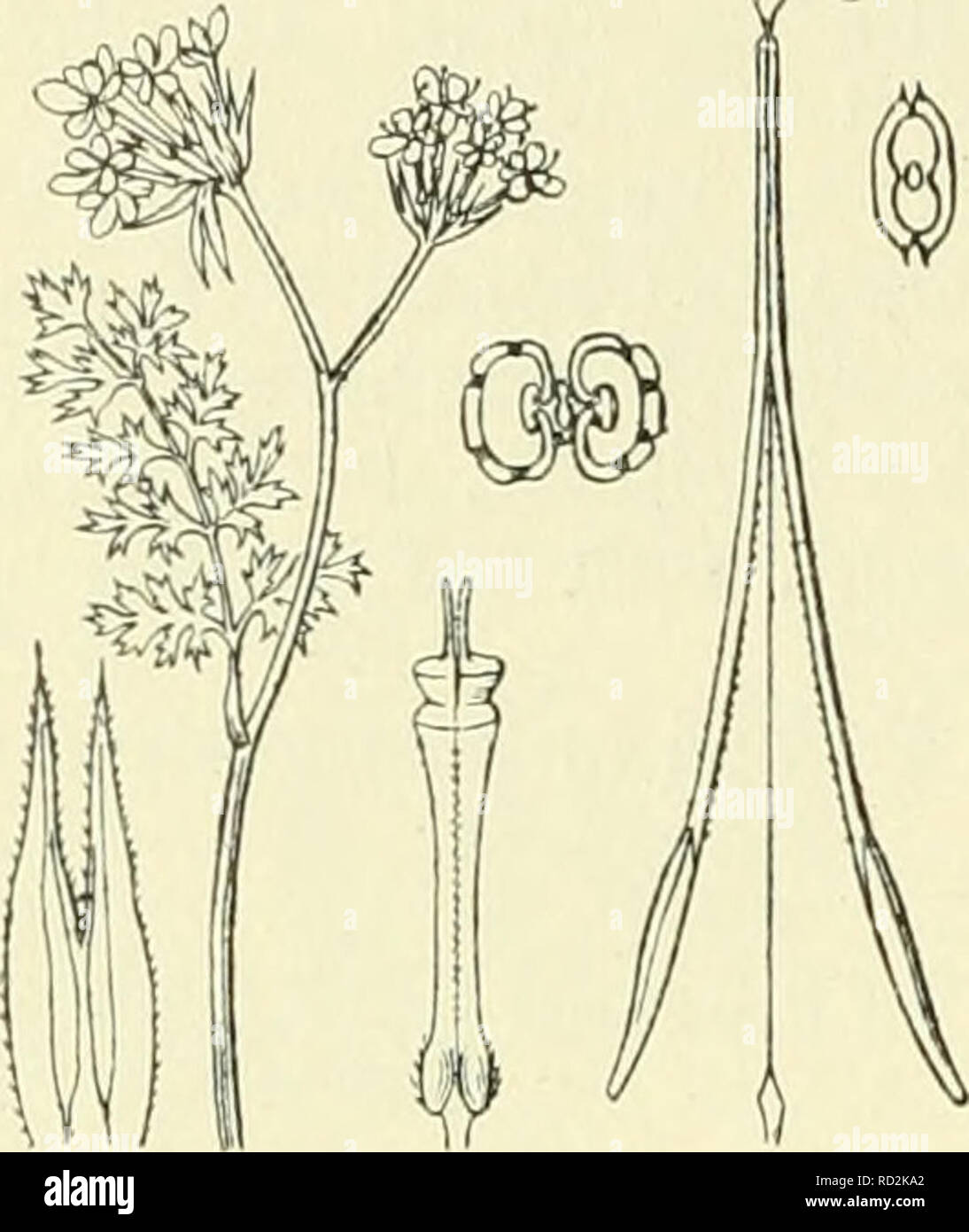 . De flora van Nederland. Plants. 458 ÜMBELLIFERAE. FAMILIE 66. De ...