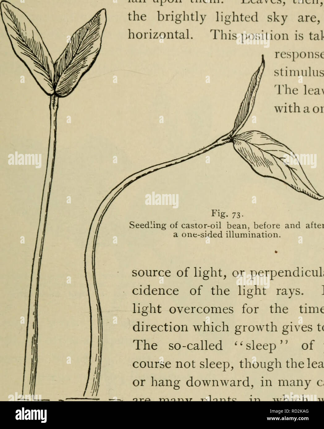 Stimulus Response In Plants