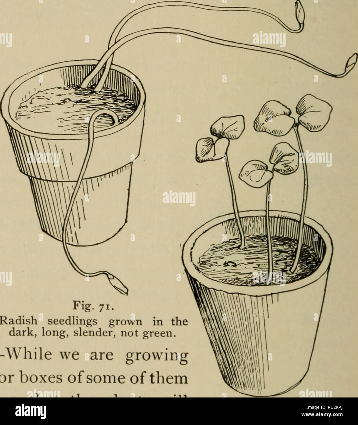 How Plants Grow Experiments