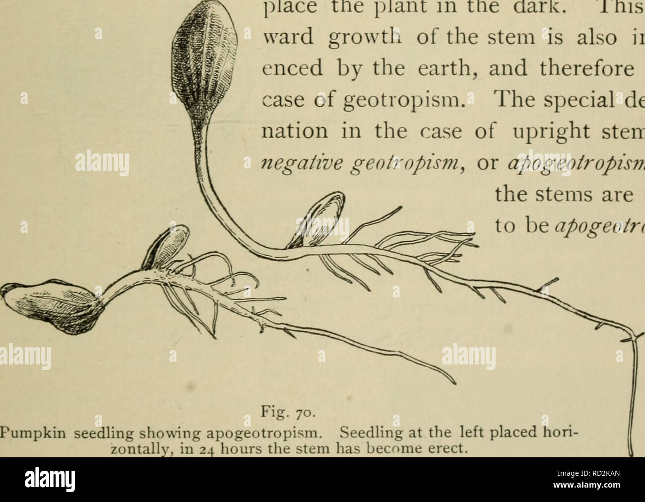 Negative geotropism hi-res stock photography and images - Alamy