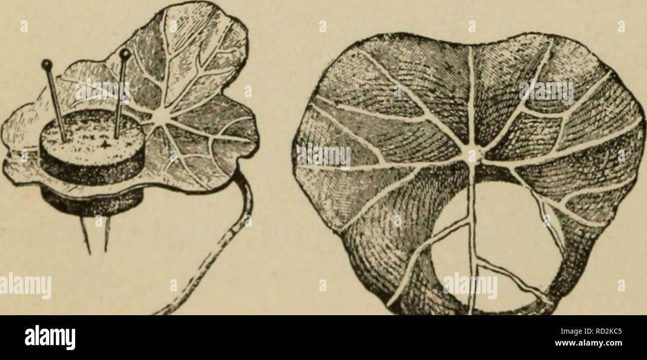 Leaf starch test hi-res stock photography and images - Alamy