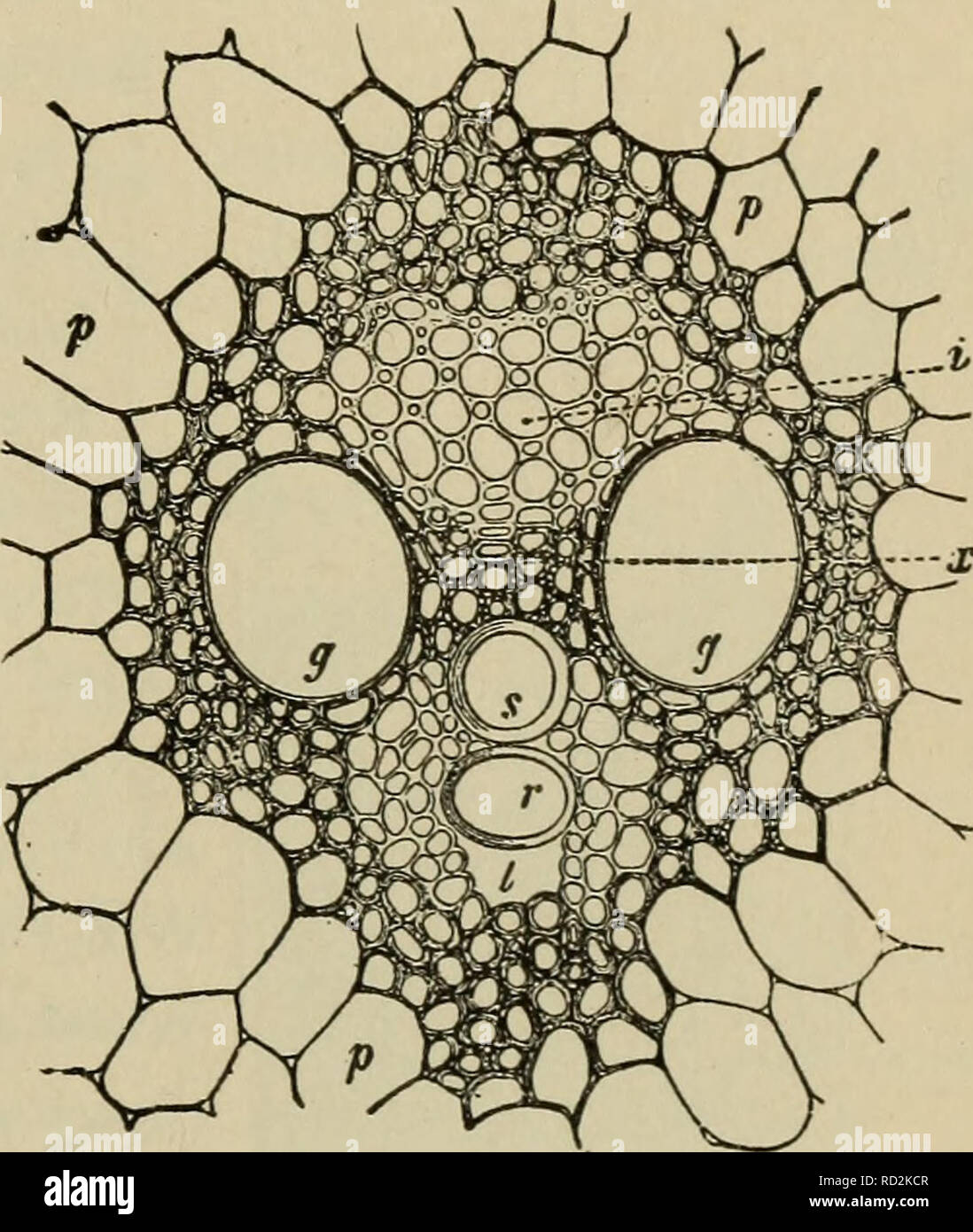 . Elementary botany. Botany. PATH OF MOVEMENT. 47 is communication ...