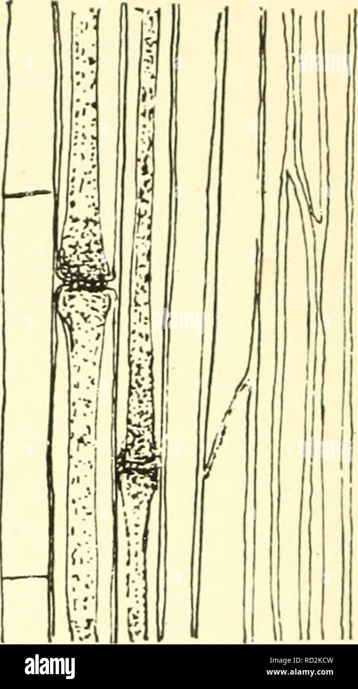 . Elementary botany. Botany. Fig. 42. Longitudinal section of vascular ...