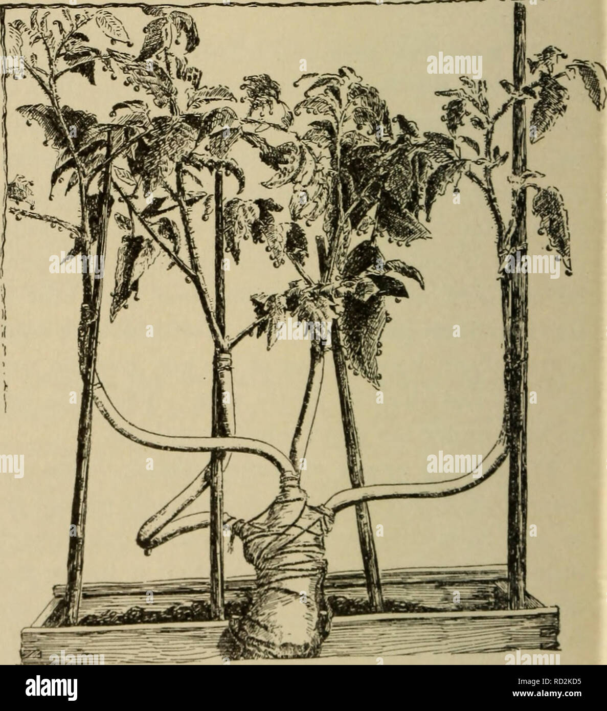 Flaccid leaf hi-res stock photography and images - Alamy