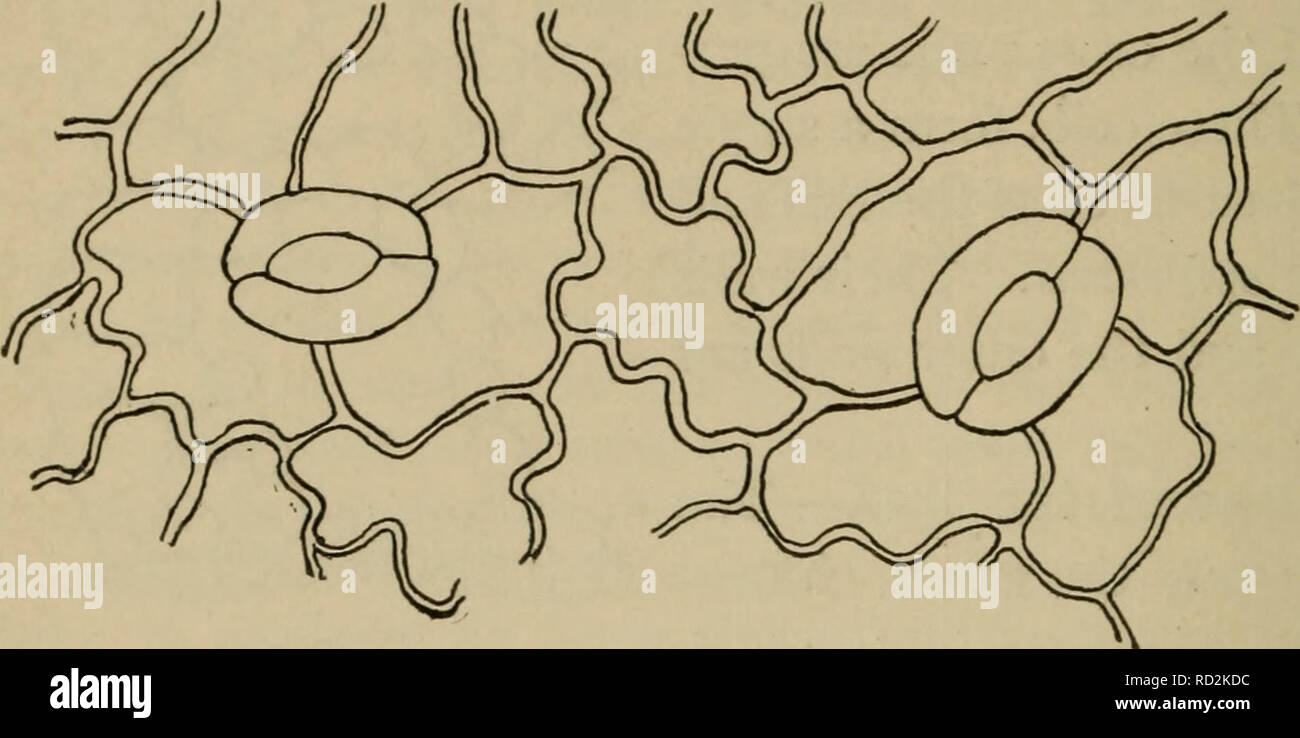 Epidermal Cell