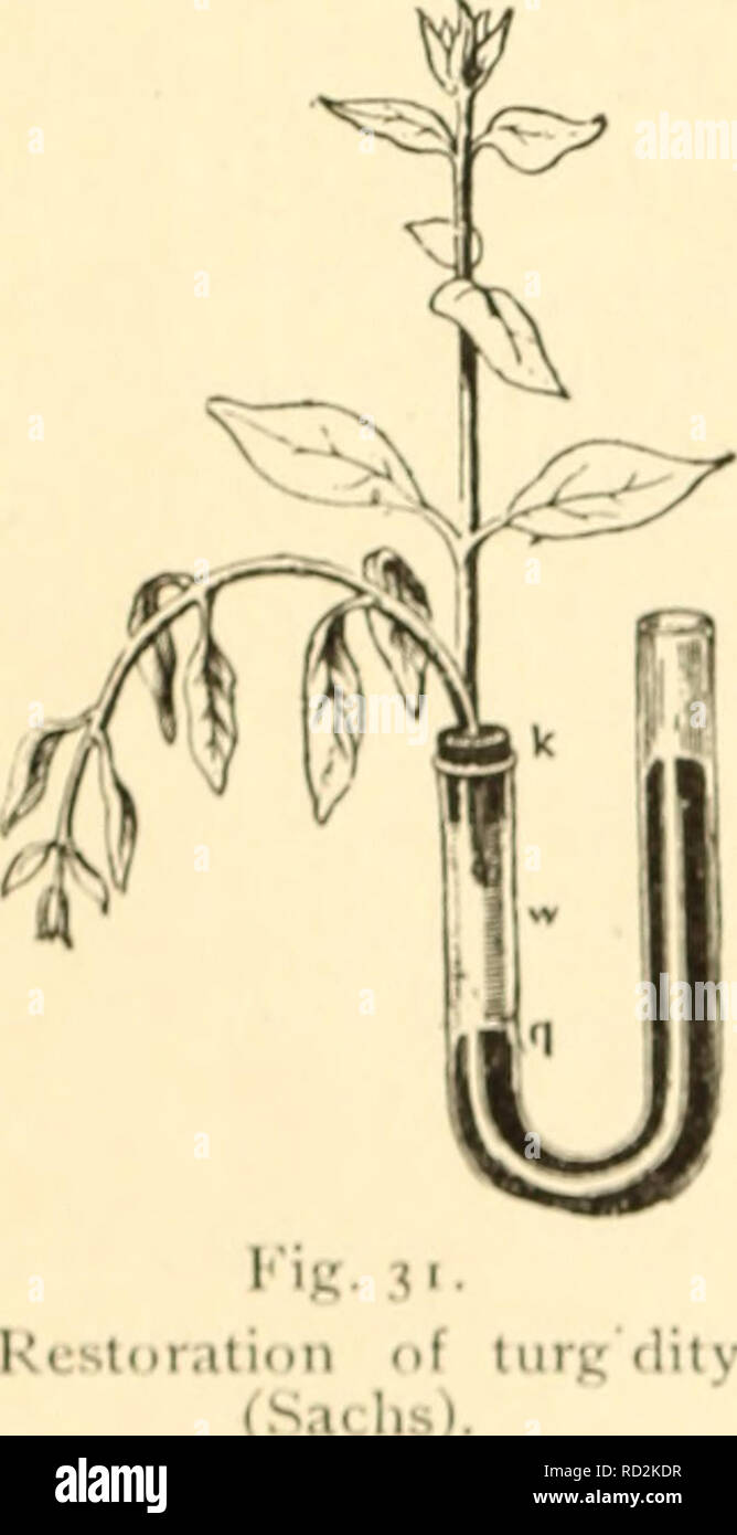 . Elementary botany. Botany. CHAPTER IV. TURGESCENCE. 58. Turgidity of ...