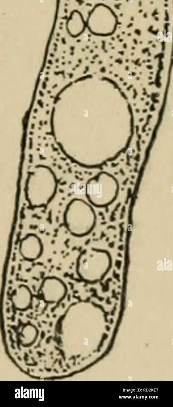 Root Hairs Microscope