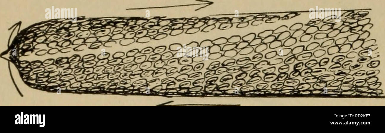 Zea mays microscope hi-res stock photography and images - Alamy