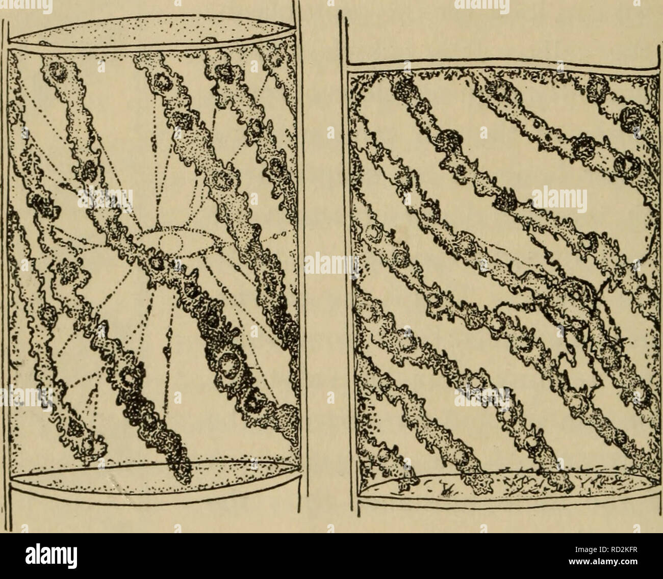 Iodine Stained High Resolution Stock Photography and Images - Alamy
