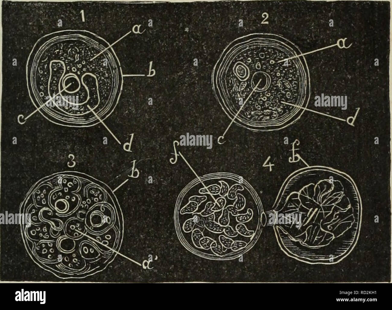 Microstoma vorticella hi-res stock photography and images - Alamy